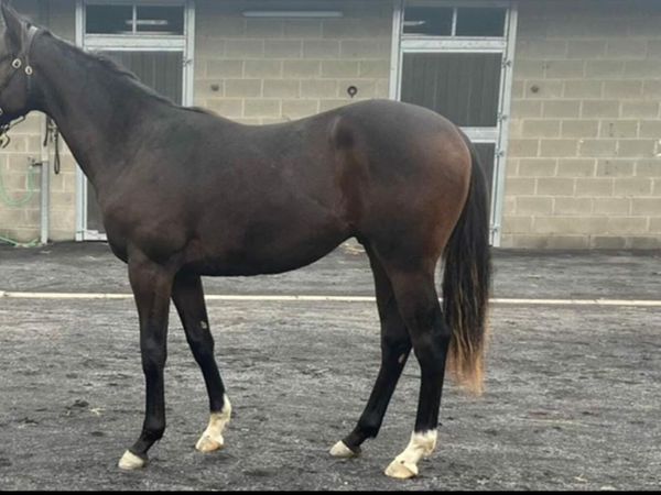 Horses Ads For Sale in Ireland | DoneDeal