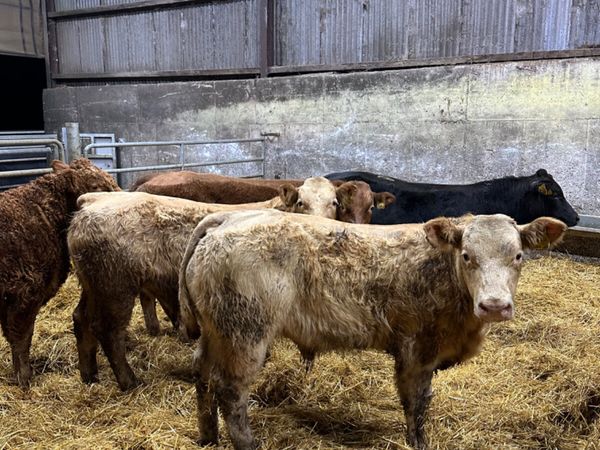 Beef Cattle Ads For Sale in Ireland | DoneDeal