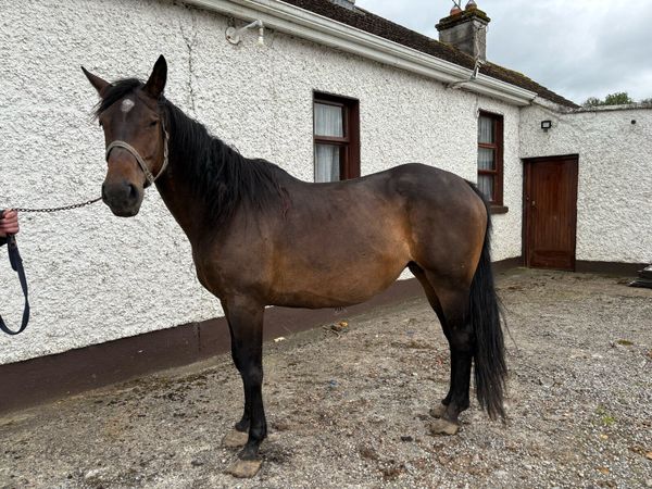 Horses Ads For Sale in Ireland | DoneDeal