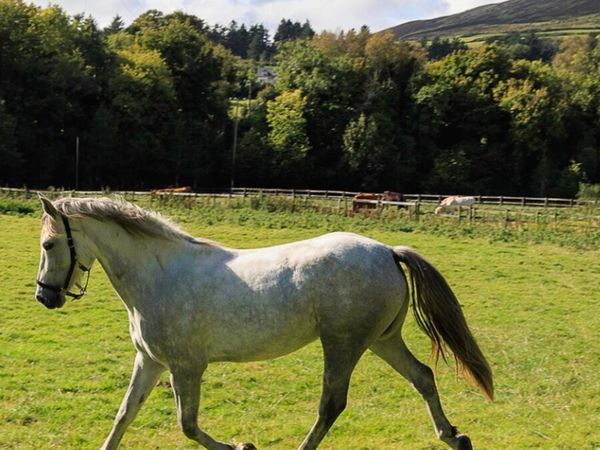 Horses Ads For Sale in Ireland | DoneDeal
