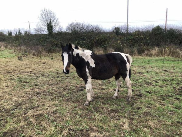 Horses Ads For Sale in Ireland | DoneDeal