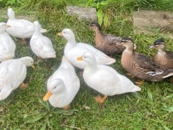 Show standard call ducks for sale in Co. Cork for €30 on DoneDeal