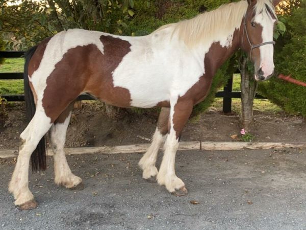 Horses Ads For Sale in Ireland | DoneDeal