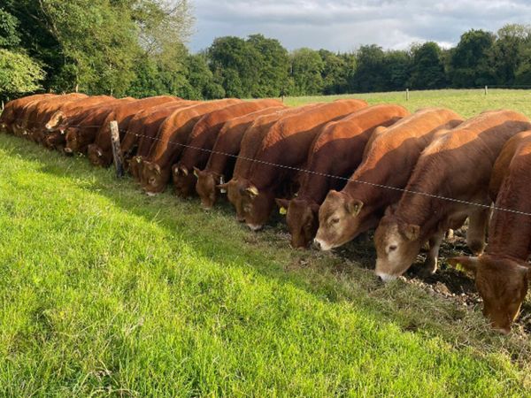 Farming Ads For Sale in Ireland | DoneDeal