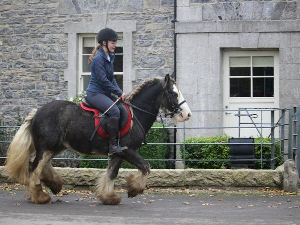 Cobs Ads For Sale in Ireland | DoneDeal
