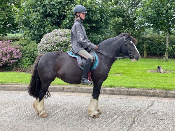 Ponies Ads For Sale in Ireland | DoneDeal