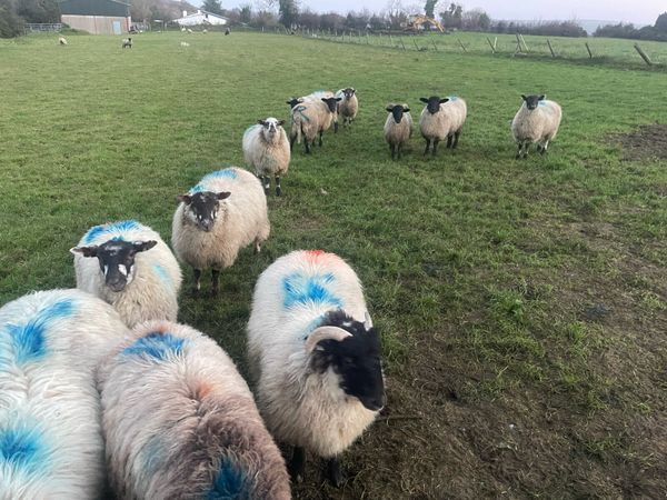 Livestock Ads For Sale in Ulster | DoneDeal