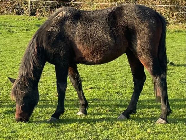 Ponies Ads For Sale in Ireland | DoneDeal