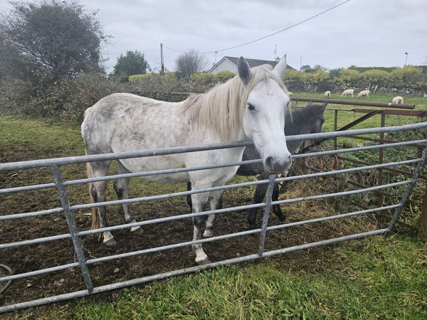 Horses Ads For Sale in Ireland | DoneDeal