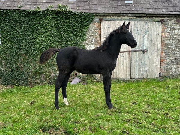 Horses Ads For Sale in Ireland | DoneDeal