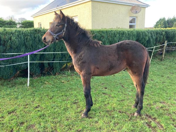 Ponies Ads For Sale in Ireland | DoneDeal