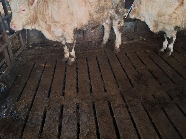 Beef Cattle Ads For Sale in Ireland | DoneDeal