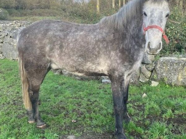 Ponies Ads For Sale in Ireland | DoneDeal