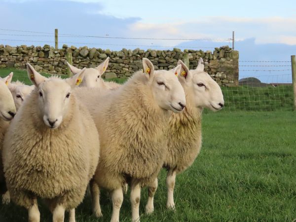 SIS Approved Pedigree Cheviot Ram Lambs for sale in Co. Donegal for € ...