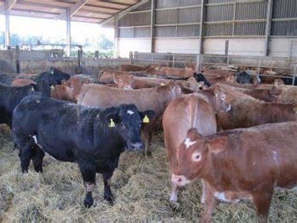 Beef Cattle Ads For Sale in Ireland | DoneDeal