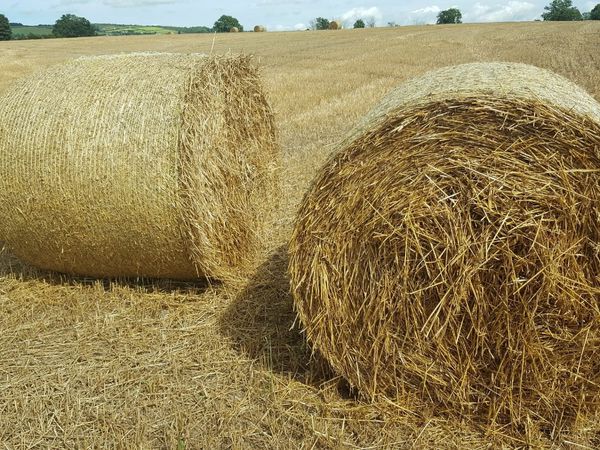 Round bales of Spring barley for sale in Co. Limerick for €40 on DoneDeal