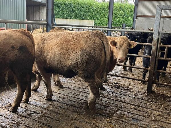 Heifers for sale, Kilcullen Mart Wednesday 27th for sale in Co. Kildare ...