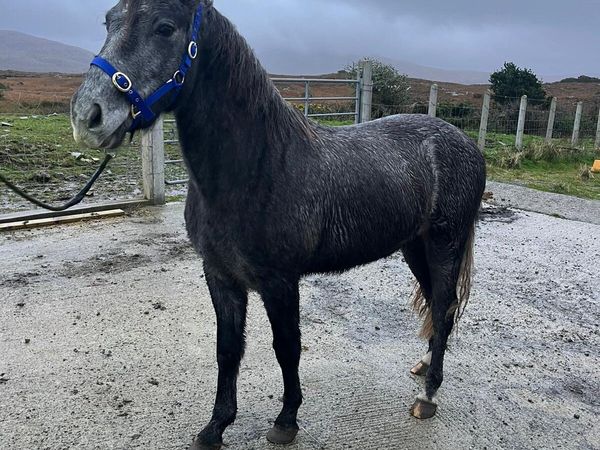 Ponies Ads For Sale in Ireland | DoneDeal