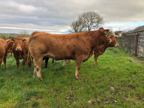 Beef Cattle Ads For Sale in Ireland | DoneDeal
