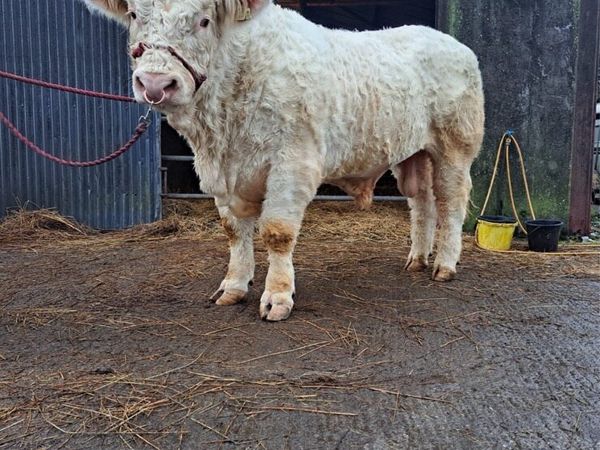 Beef Cattle Ads For Sale in Ireland | DoneDeal