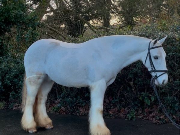 Cobs Ads For Sale in Ireland | DoneDeal