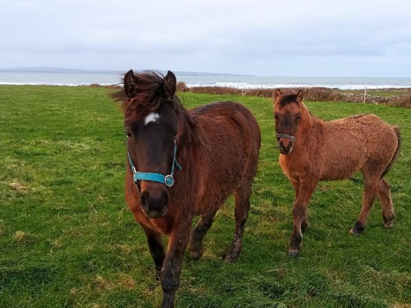 Ponies Ads For Sale in Ireland | DoneDeal
