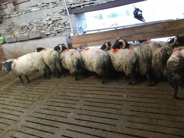 SIS APPROVED RAM LAMBS for sale in Co. Mayo for €54,321 on DoneDeal