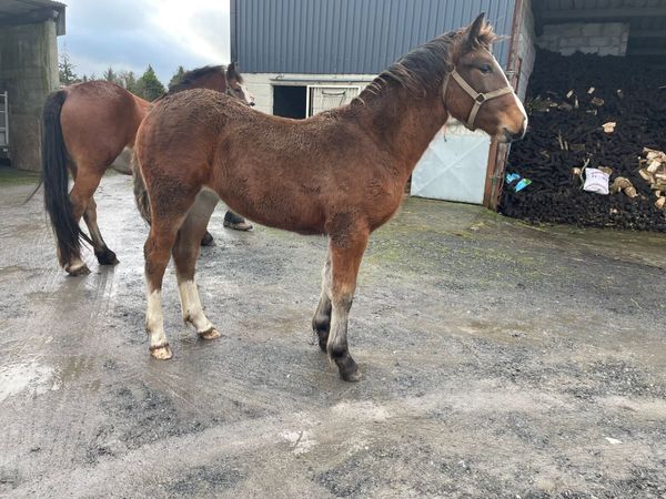 Cobs Ads For Sale in Ireland | DoneDeal