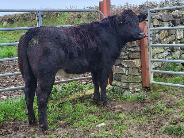 Beef Cattle Ads For Sale in Ireland | DoneDeal