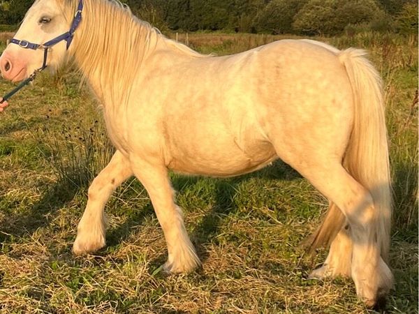 Cobs Ads For Sale in Ireland | DoneDeal