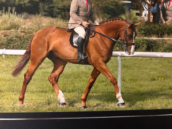 Horses Ads For Sale in Ireland | DoneDeal