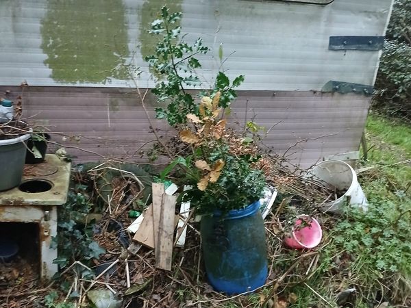 Whitethorn beech laurel box hazel birch sycamore for sale in Co ...