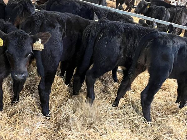 Aberdeen Angus Calves for sale in Co. Monaghan for €1 on DoneDeal