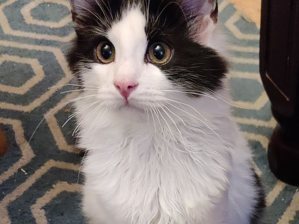 Done deal kittens store
