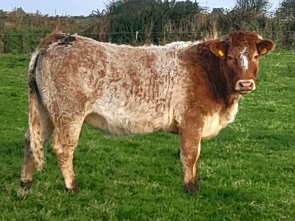 Beef Cattle Ads For Sale in Ireland | DoneDeal
