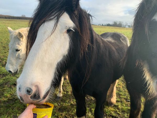 Traditional Irish Cobs (2) for sale in Co. Galway for €5,000 on DoneDeal
