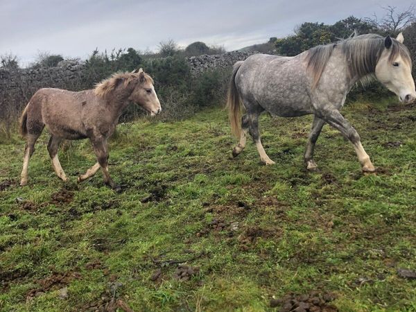 Horses Ads For Sale in Ireland | DoneDeal