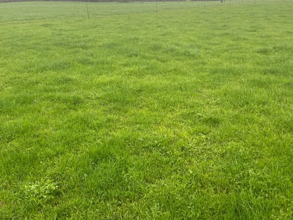 Sheep Grazing wanted wanted in Co. Galway for €1,000 on DoneDeal