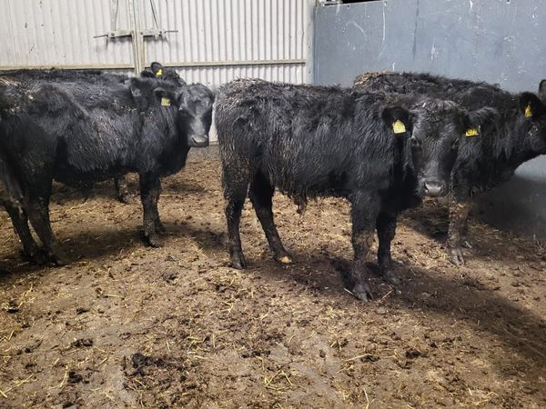 💥4 Angus Bull Weanlings 200kgs💥 for sale in Co. Mayo for €0 on DoneDeal