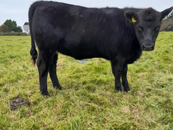 Beef Cattle Ads For Sale in Ireland | DoneDeal