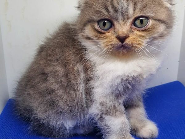Done deal kittens store