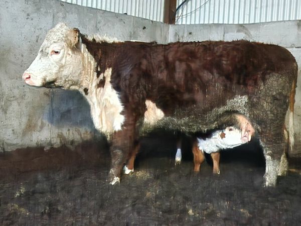 Bawnlea Herefords , 5 star polled cow & Heifer cal for sale in Co ...