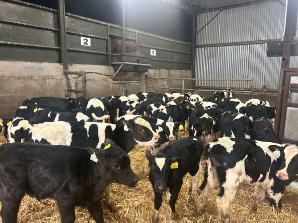 Beef Cattle Ads For Sale in Ireland | DoneDeal