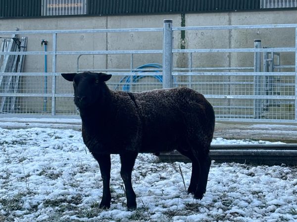 Ram - Dutch Spotted Cross for sale in Co. Wexford for €290 on DoneDeal
