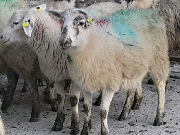 15 Ewe Lamb's for sale in Co. Galway for €140 on DoneDeal