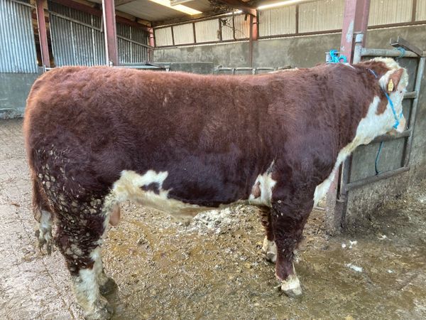 Beef Cattle Ads For Sale in Ireland | DoneDeal
