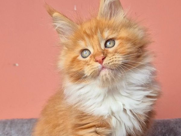 Cats Ads For Sale in Ulster DoneDeal