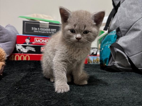 Cats for sale store