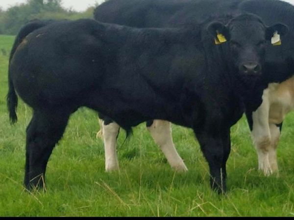 Receipient carrying Graiggoch Rambo x Ped Blue cow for sale in Co ...