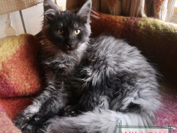 Adorable Maine Coon Sisters for sale in Co. Cork for €1,200 on DoneDeal